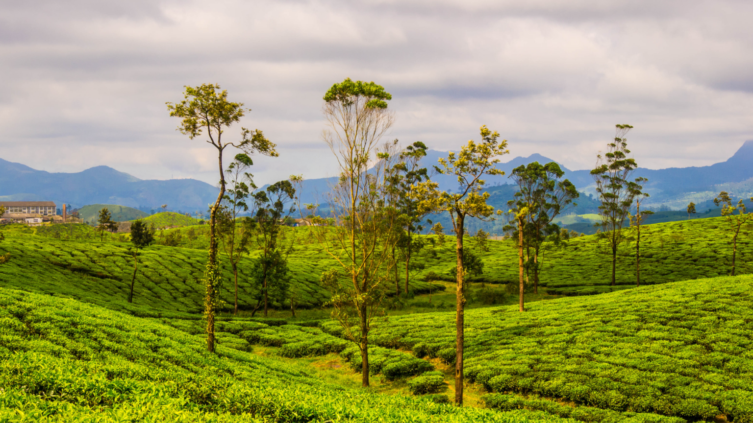 Parambikulam Tiger Reserve: Wildlife Safari from Sparsa Pollachi